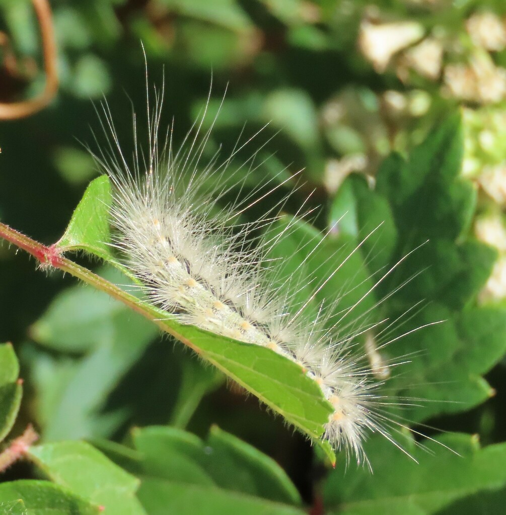 Fall Webworm Moth from Rosenberg, TX, USA on October 21, 2024 at 09:09 ...