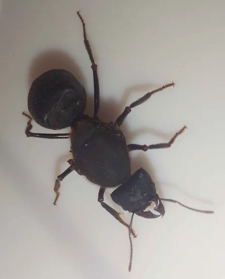 Atta robusta in October 2024 by domiursa. A cor escura talvez diga que seja robusta? (essa é ...