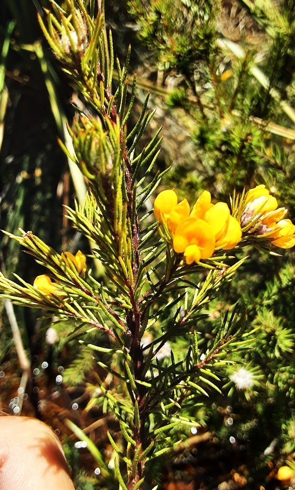 sandpaper bush-pea from Gardens of Stone SCA, Newnes Plateau NSW 2790 ...