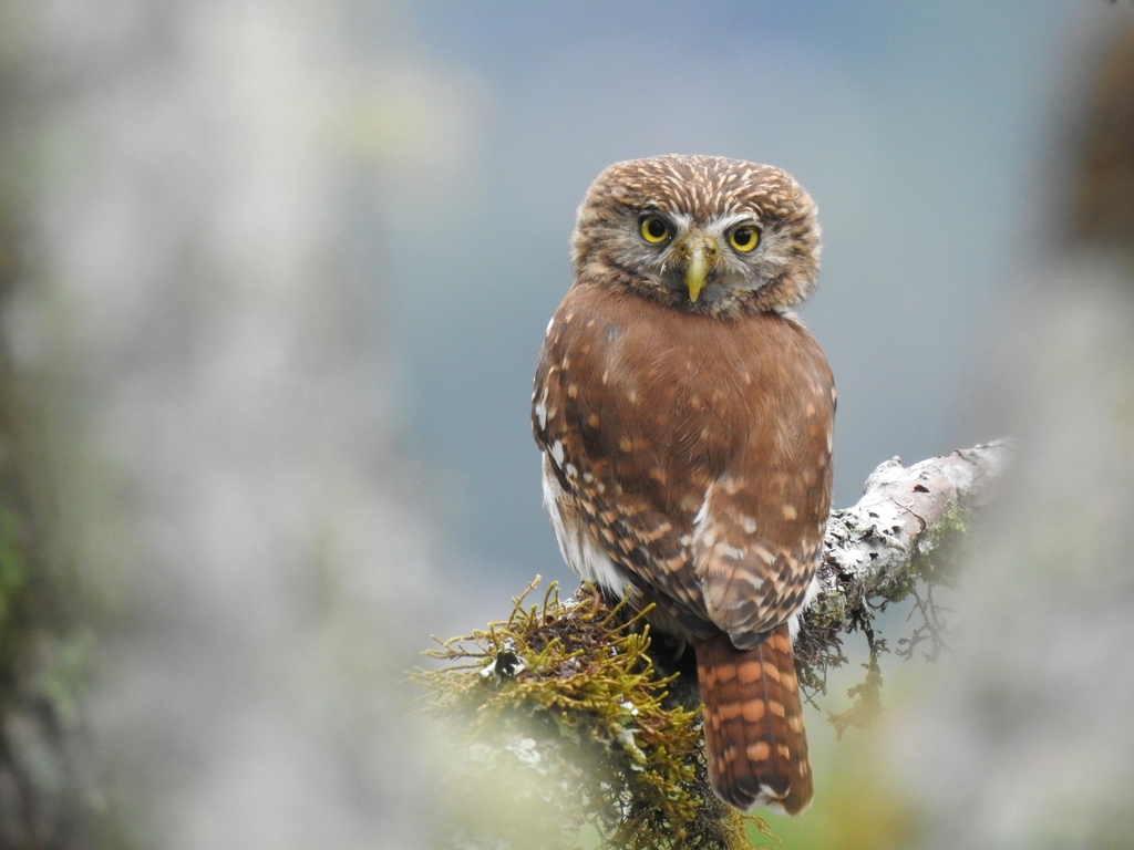 Peruvian Pygmy-Owl from CVX9+45W, Valladolid, Ecuador on October 13 ...