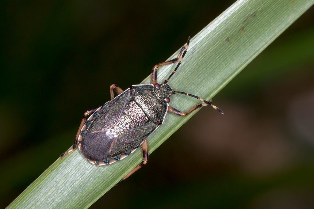 Notius depressus from Macedon Ranges Bal, AU-VI, AU on February 02 ...