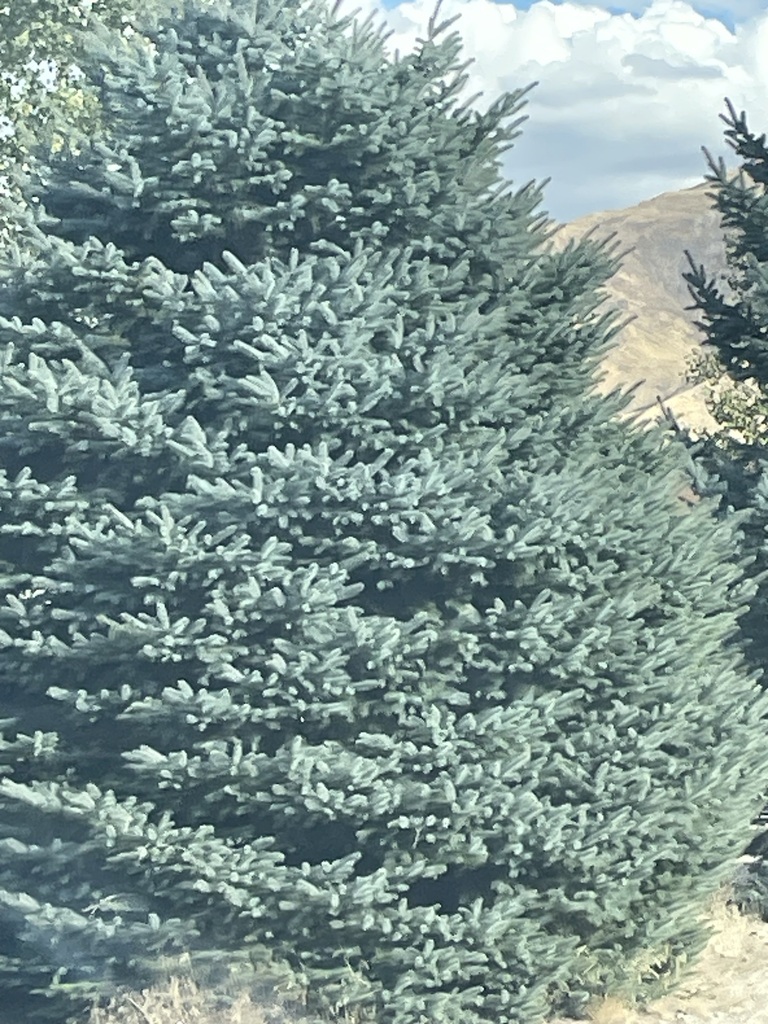 blue spruce from 939 Bluejay Dr, Spring Creek, NV 89815, USA on October ...