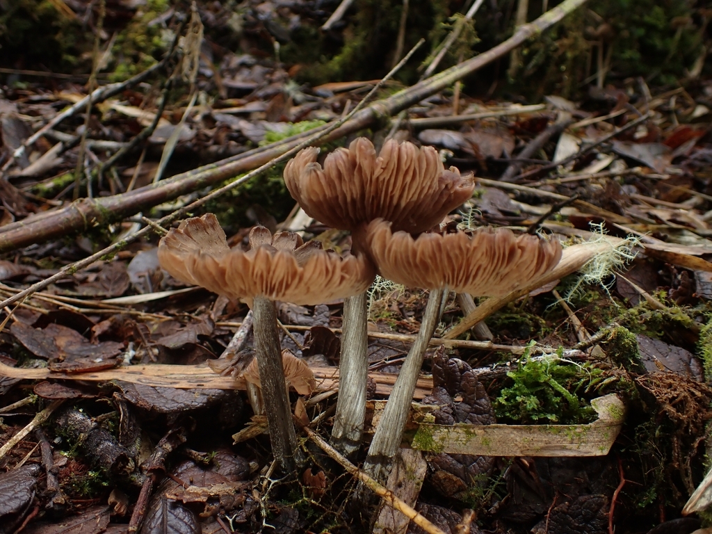 Entoloma Subgénero Nolanea (Guía general de Macrohongos de Costa Rica ...