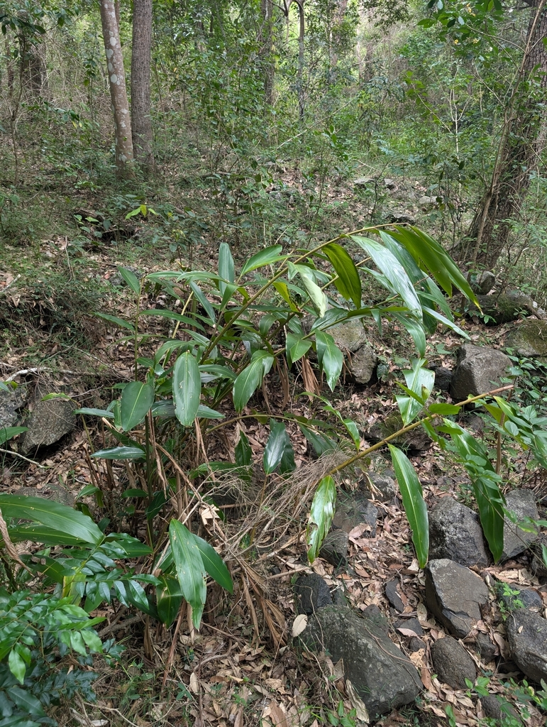 Native Ginger from Mount Mort QLD 4340, Australia on October 18, 2024 ...