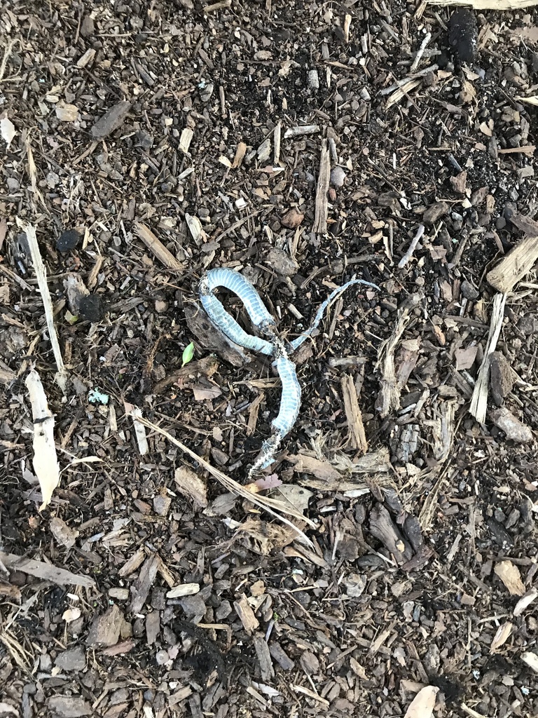 Colubrid Snakes from Duke University, Durham, NC, US on June 13, 2019 ...