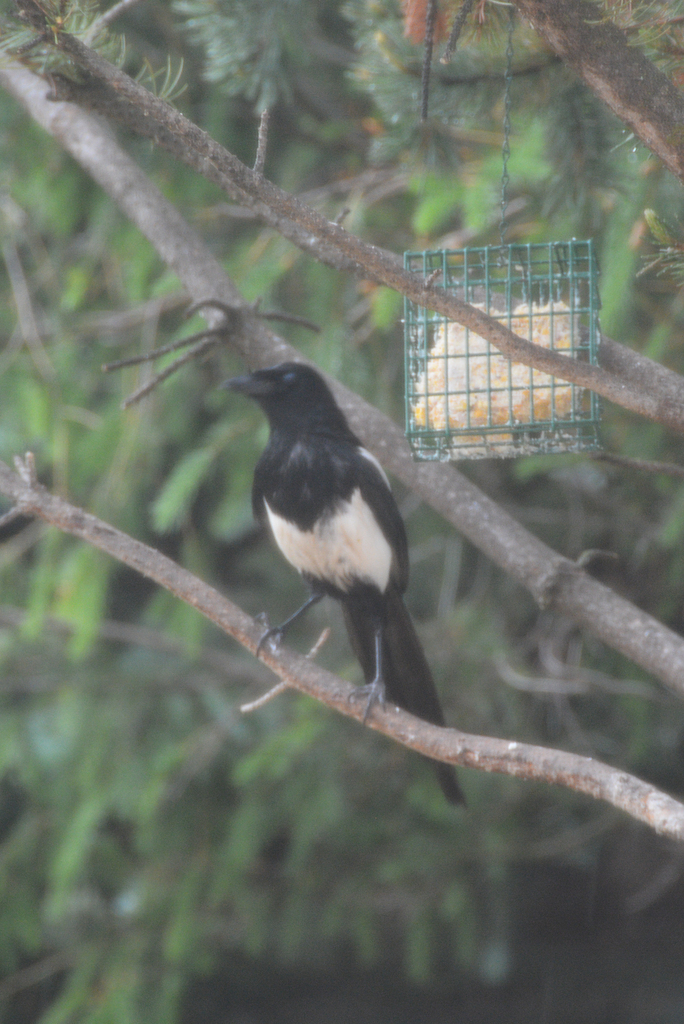 Black-billed Magpie from Joseph, OR 97846, USA on June 9, 2018 at 03:24 ...