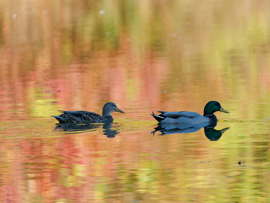 Mallard from Montgomery County, MD, USA on October 20, 2024 at 04:55 PM ...