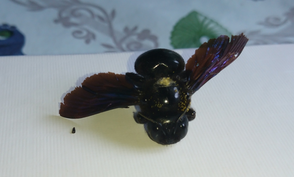 Large Carpenter Bees from Yahotyn, Kyiv Oblast, Ukraine, 07700 on July ...