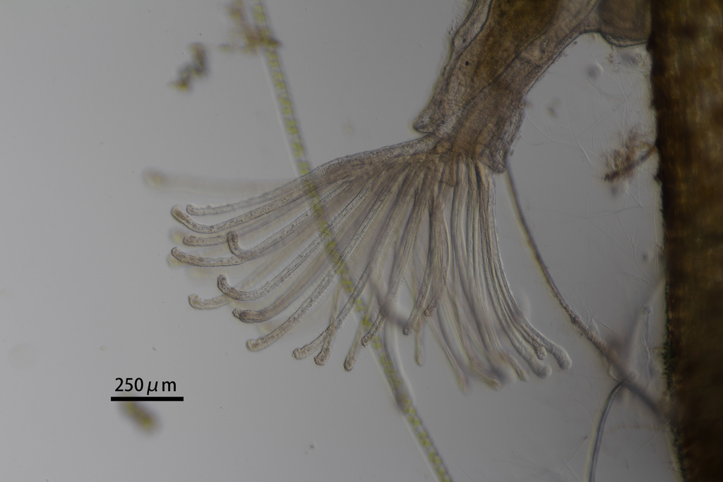Plumatellida from 未来科学城(建设中), 北京市, CN on October 7, 2024 at 12:51 PM by ...