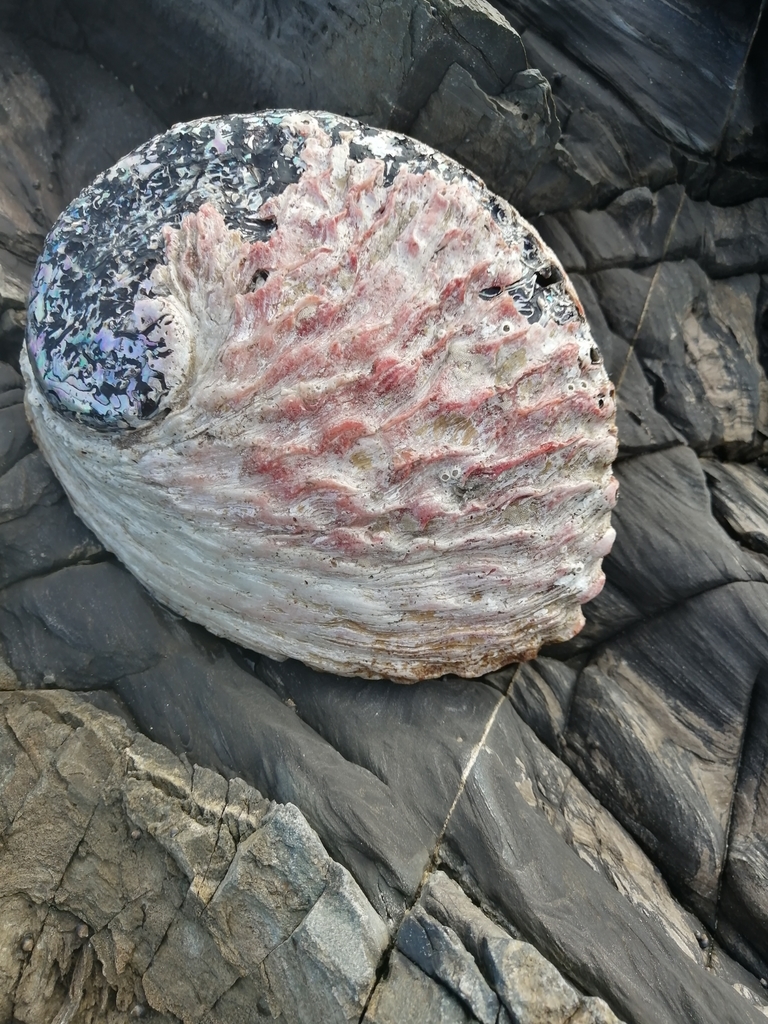 perlemoen in July 2019 by BRADLEY. - Corrugations - Get very large (up ...