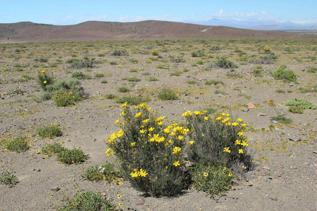 Balbisia peduncularis from Ruta C-432, entre Milla Quince y Ruta 5 ...