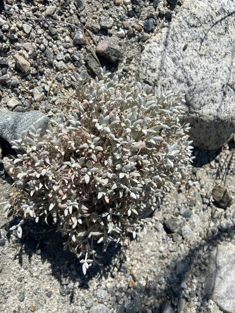 Wright's buckwheat from Sand to Snow National Monument, Whitewater, CA ...