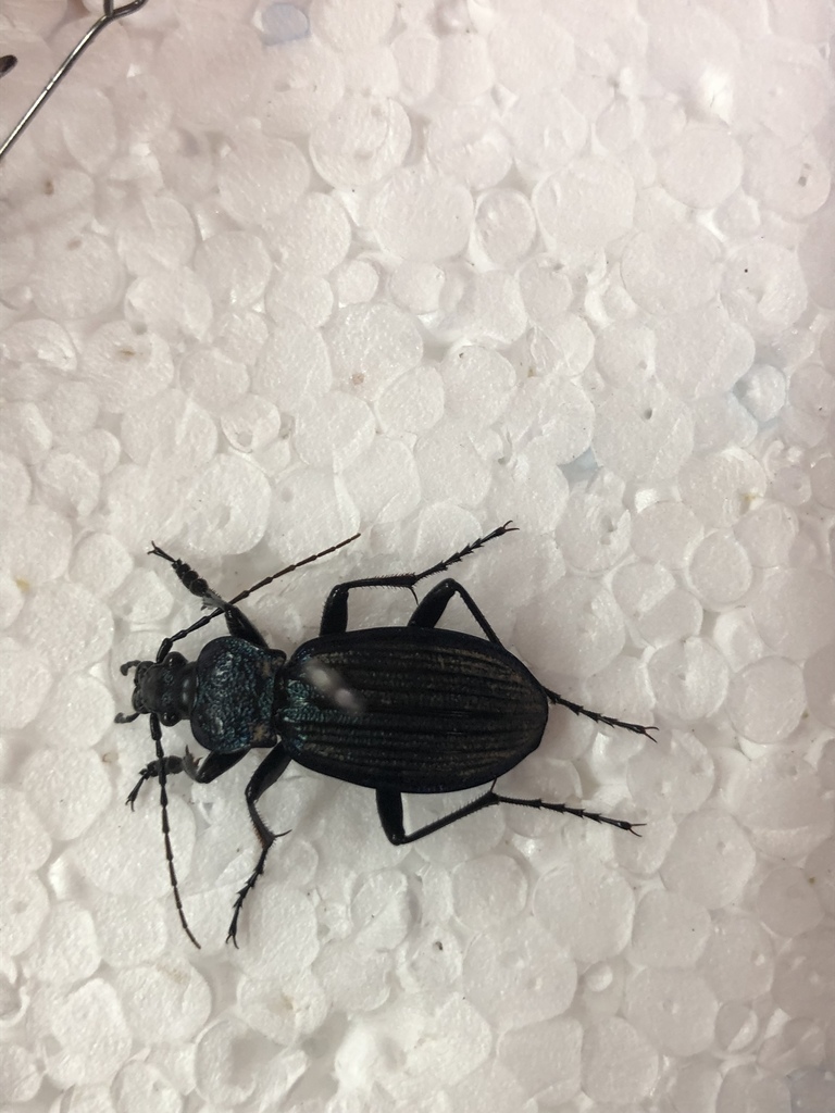 Carabus exaratus (Carabidae Parte 2 Carabos de Europa) · iNaturalist
