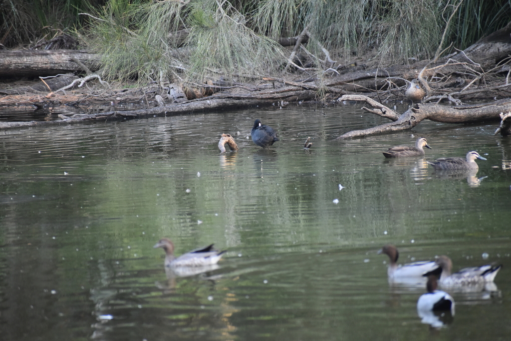 Eurasian Coot from Bonnie Vale NSW, Australia on October 1, 2024 at 05: ...