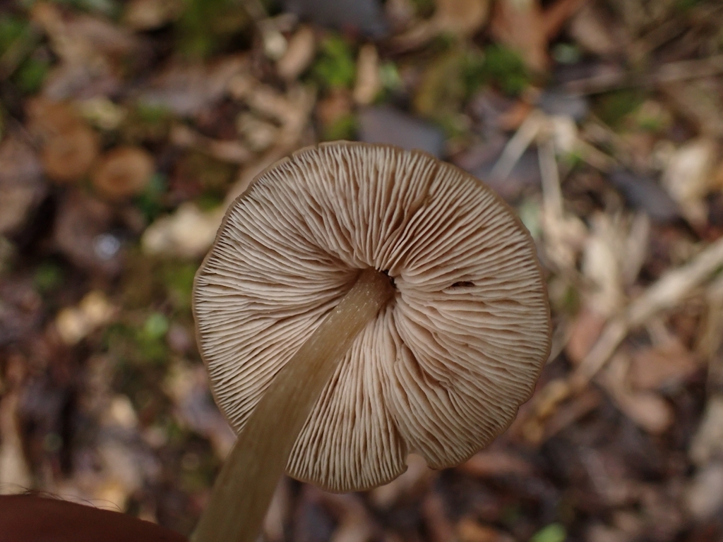 Entoloma Subgénero Nolanea (Guía general de Macrohongos de Costa Rica ...