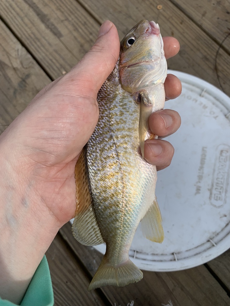 Atlantic Croaker from Daphne, AL, USA on July 17, 2024 at 09:00 AM by ...