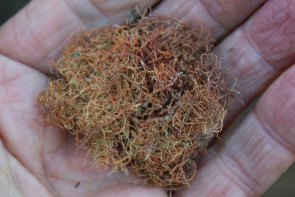 Red Beard Lichen from Tennessee Valley, California, California 94941 ...