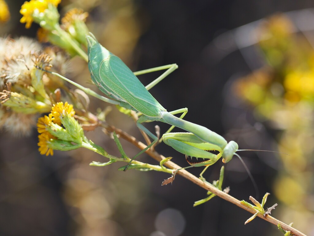 Arizona Mantis from Laguna Beach, CA, USA on October 21, 2024 at 10:10 ...