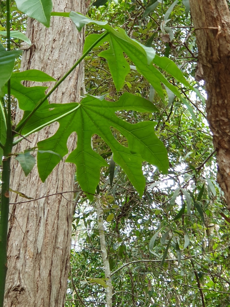 flame tree from Boronia Heights QLD 4124, Australia on October 17, 2024 ...