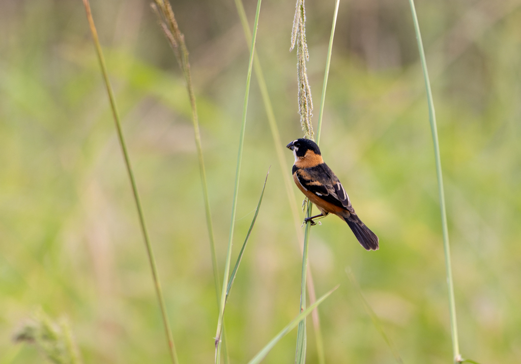 Rusty-collared Seedeater from Gasolinera YPF, Ituzaingó, Corrientes ...