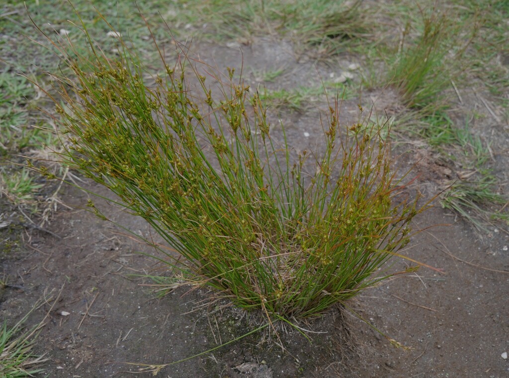 Slender Path Rush from Southland District, Southland, New Zealand on ...