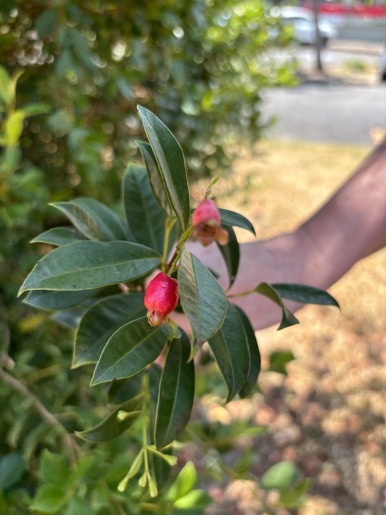 Waterberries from TAFE Queensland Cairns Campus, Manunda, QLD, AU on ...