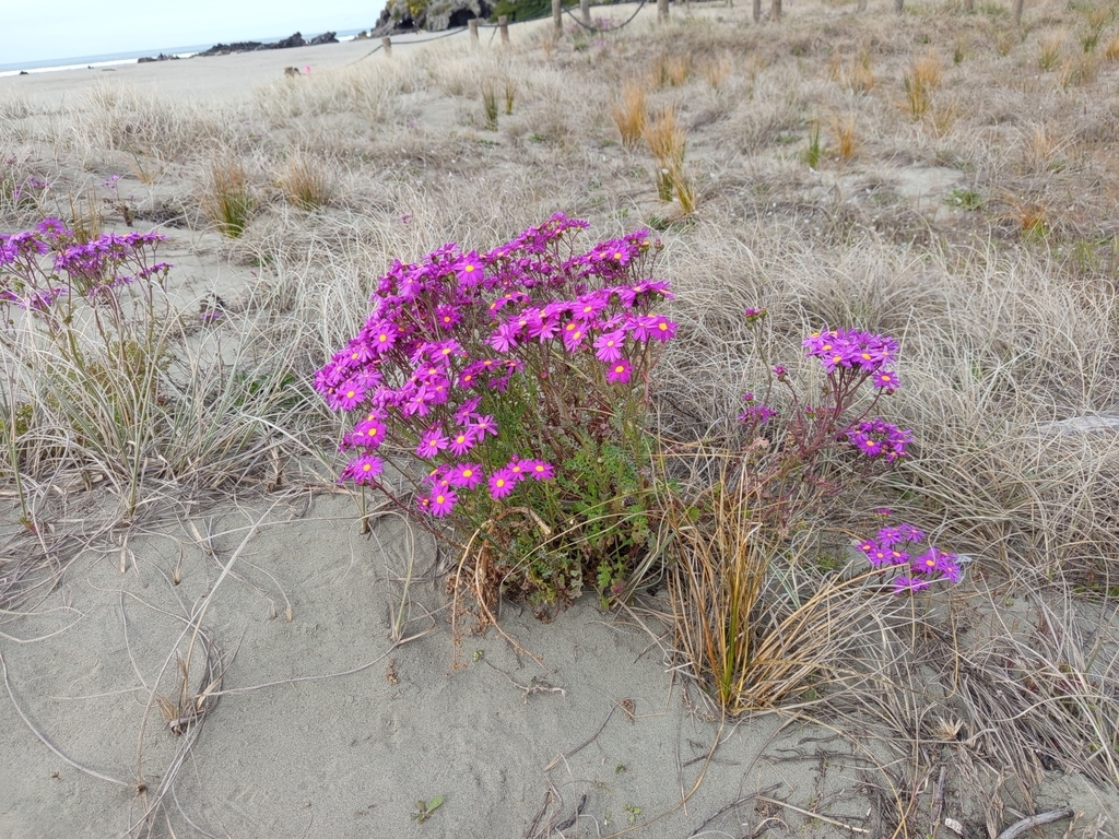 Red-purple Ragwort from Sumner, Christchurch 8081, New Zealand on ...