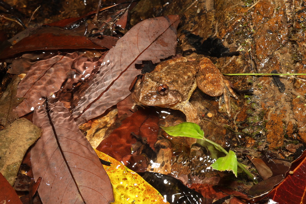 Lesser Spiny Frog from Lo Wai, Hong Kong on October 21, 2024 at 09:23 ...
