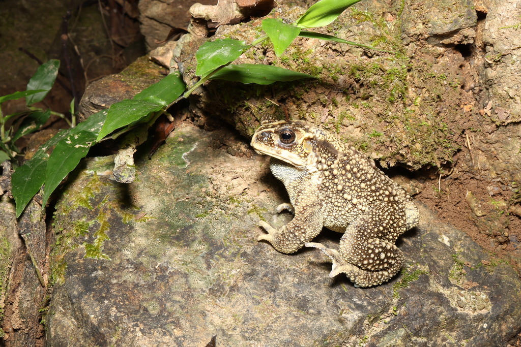 Asian Common Toad from Lo Wai, Hong Kong on October 21, 2024 at 09:41 ...