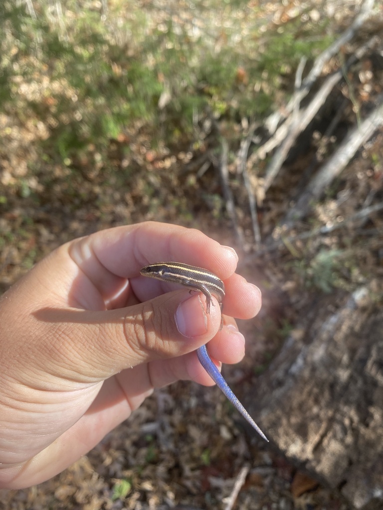 Common Five-lined Skink from Rogers State University, Claremore, OK, US ...
