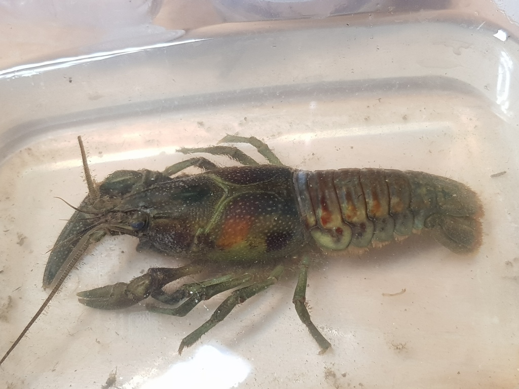 Rusty Crayfish from Bucks County, PA, USA on October 21, 2024 at 11:51 ...