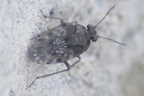 Common Shore Bug from Griffith Park, CA, USA on October 21, 2024 at 01: ...