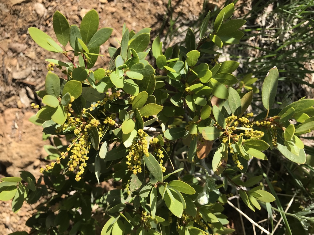 huckleberry oak from Shasta-Trinity National Forest, Lewiston, CA, US ...