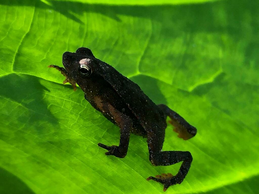 Beaked Toads from Las Guacharacas, Nunchía, Casanare, Colombia on ...
