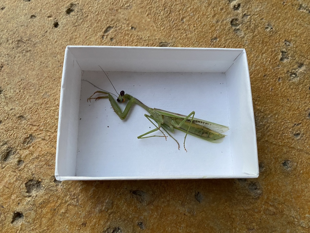 Arizona Mantis from Boerne, TX 78006, USA on October 10, 2024 at 02:09 ...