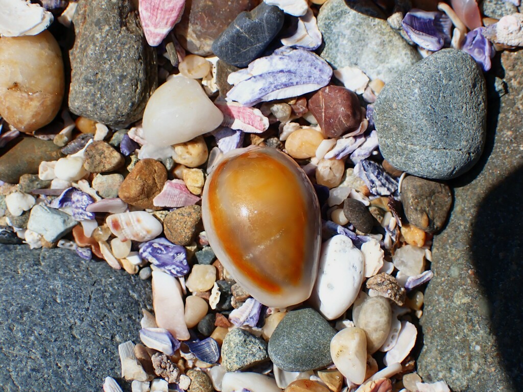 Gold Ring Cowry from Emerald Beach NSW 2456, Australia on October 22 ...