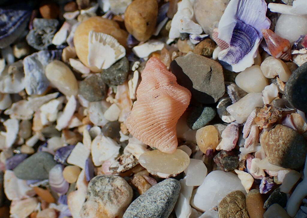 Mipus arbutum from Emerald Beach NSW 2456, Australia on October 22 ...
