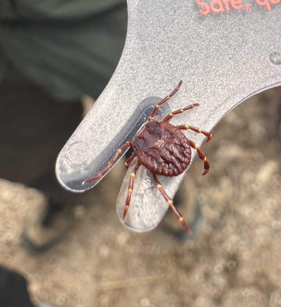Kangaroo Tick from Dhilba Guuranda - Innes National Park, Inneston, SA ...