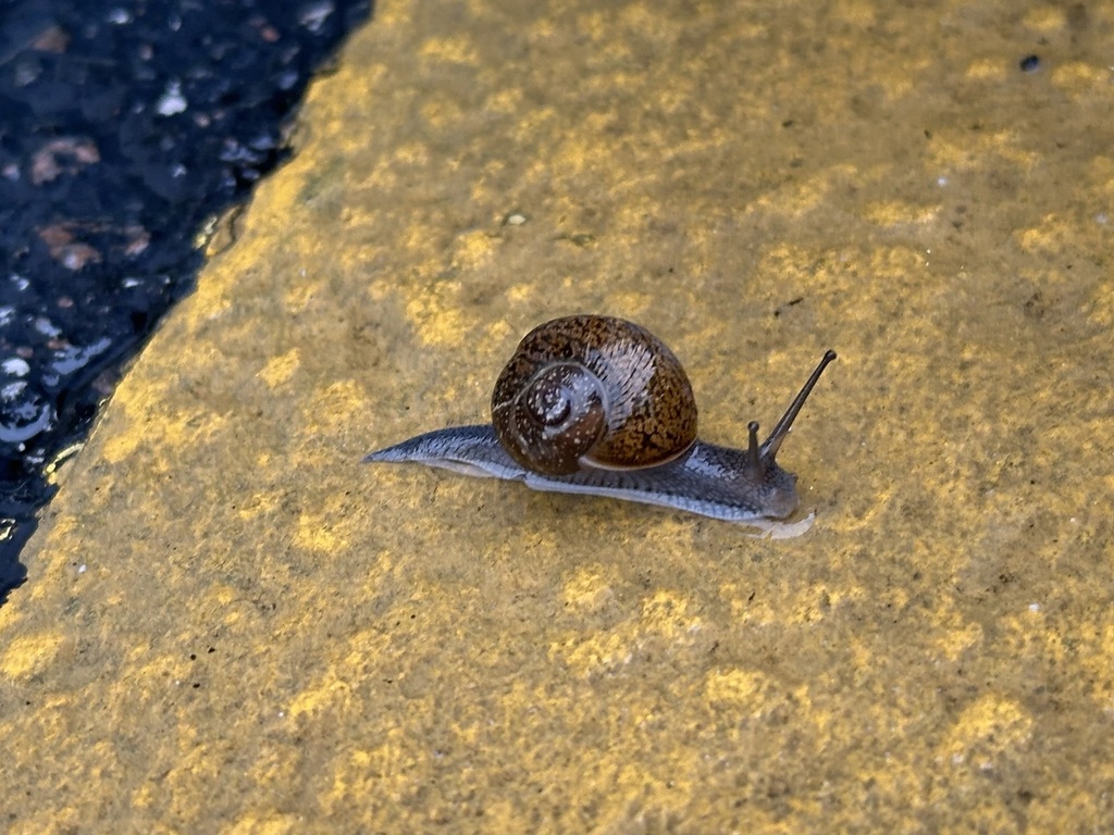 Cuban Brown Snail from University, FL, USA on September 1, 2024 at 06: ...