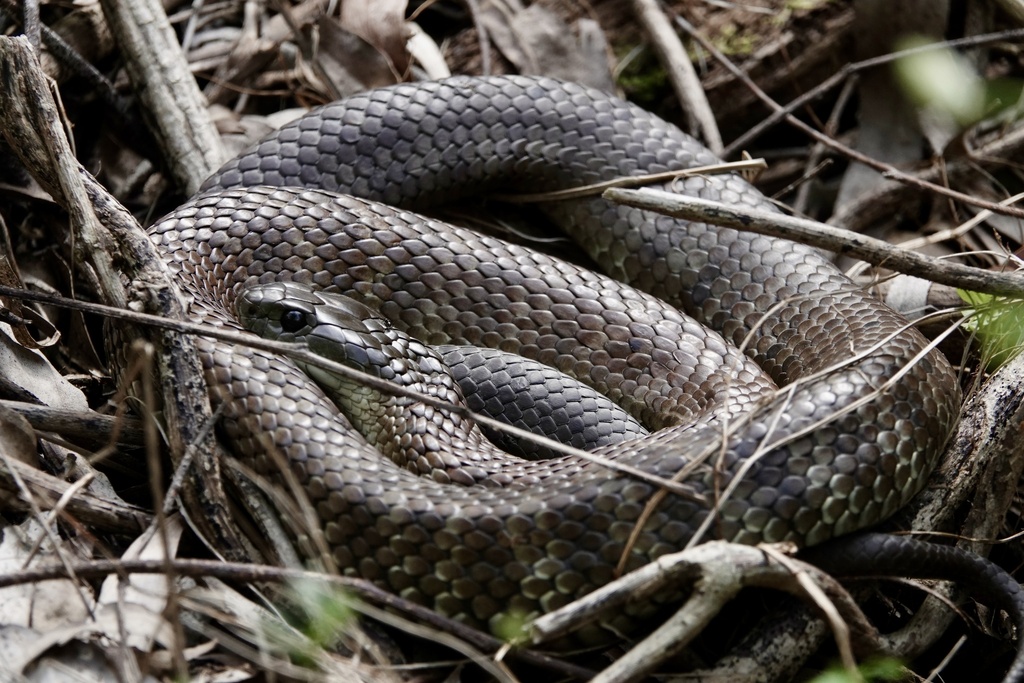 Tiger Snake from Yarran Dheran Nature Reserve, Mitcham, VIC, AU on ...