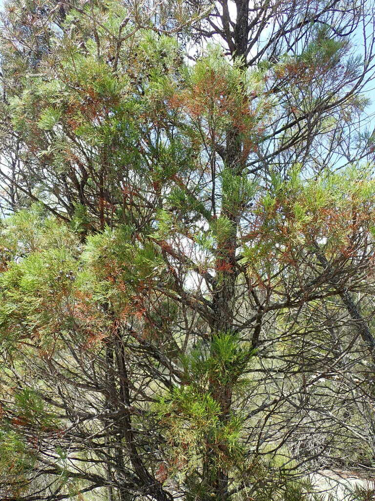 Slender Cypress-pine from Girraween QLD 4382, Australia on October 17 ...