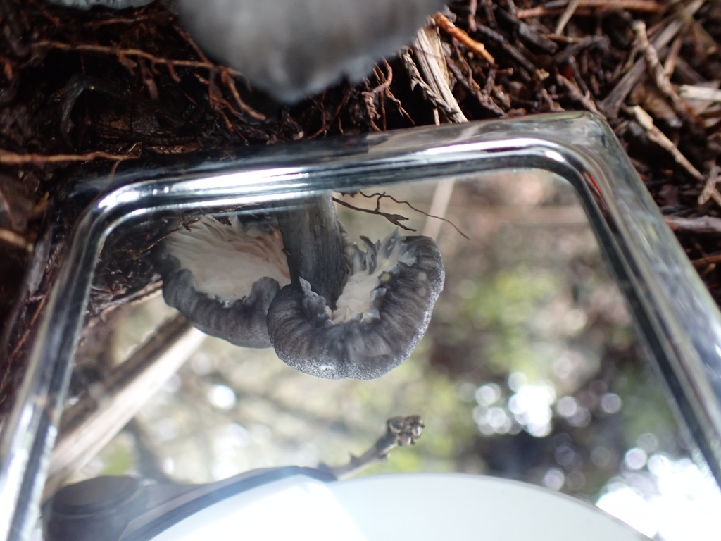 Cyanula (Guía general de Macrohongos de Costa Rica I) · iNaturalist