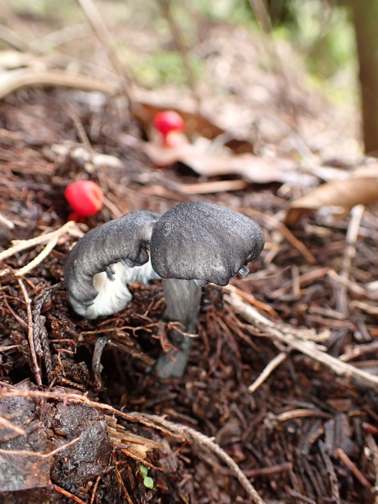 Cyanula (Guía general de Macrohongos de Costa Rica I) · iNaturalist