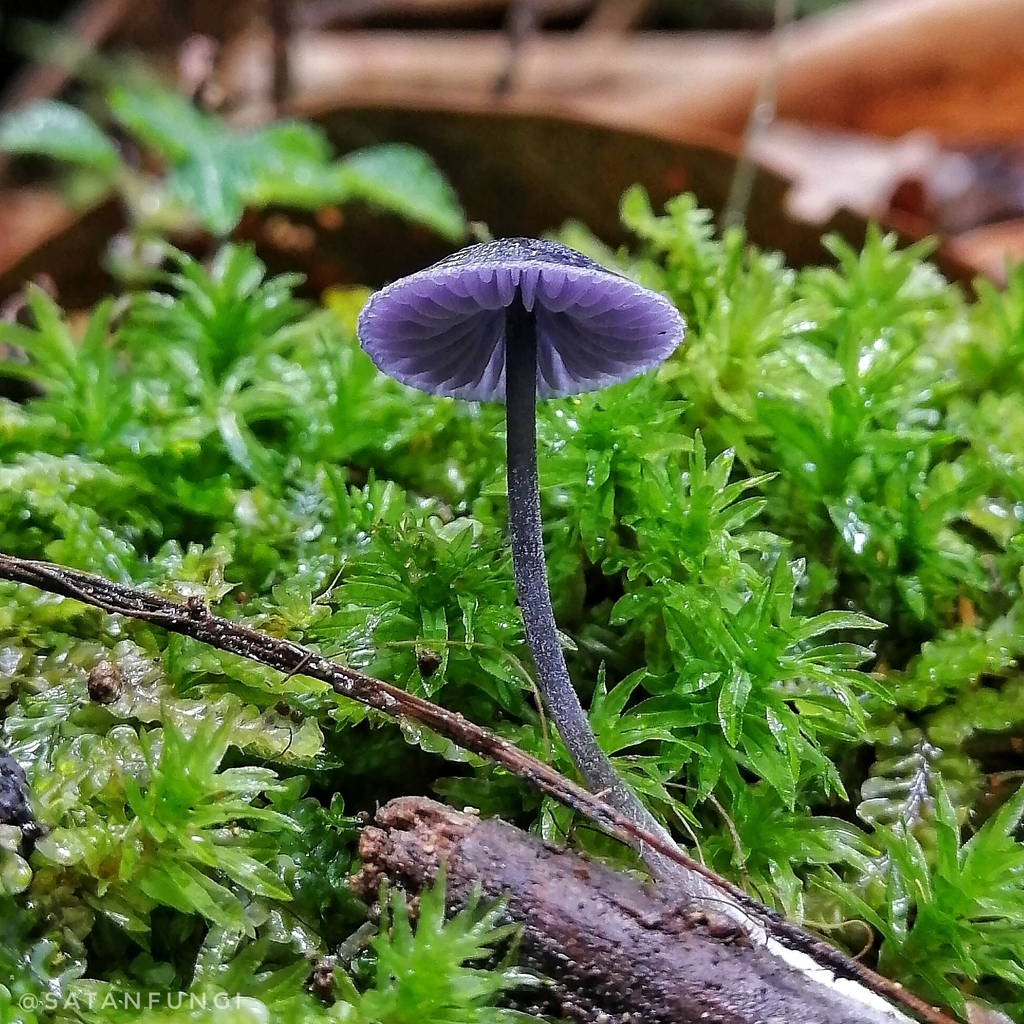 Cyanula (Guía general de Macrohongos de Costa Rica I) · iNaturalist