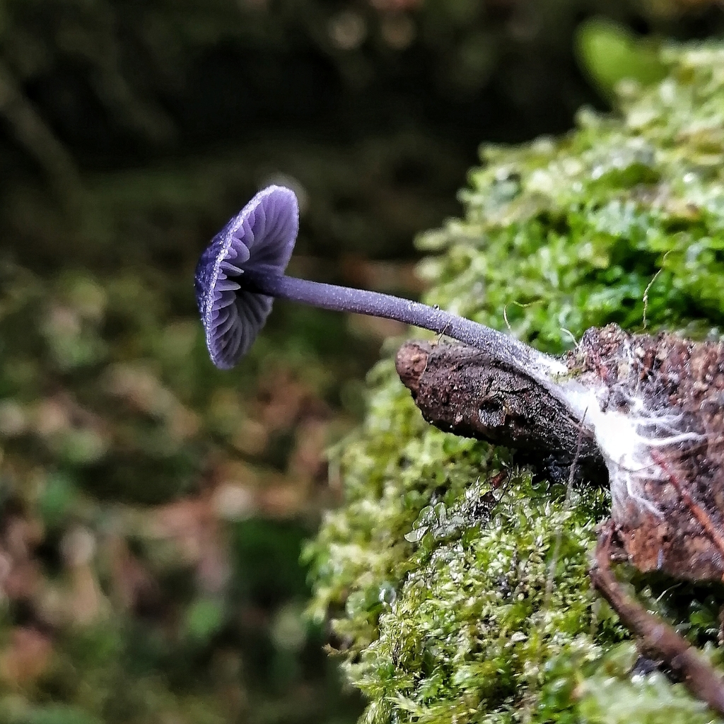 Cyanula (Guía general de Macrohongos de Costa Rica I) · iNaturalist Mexico