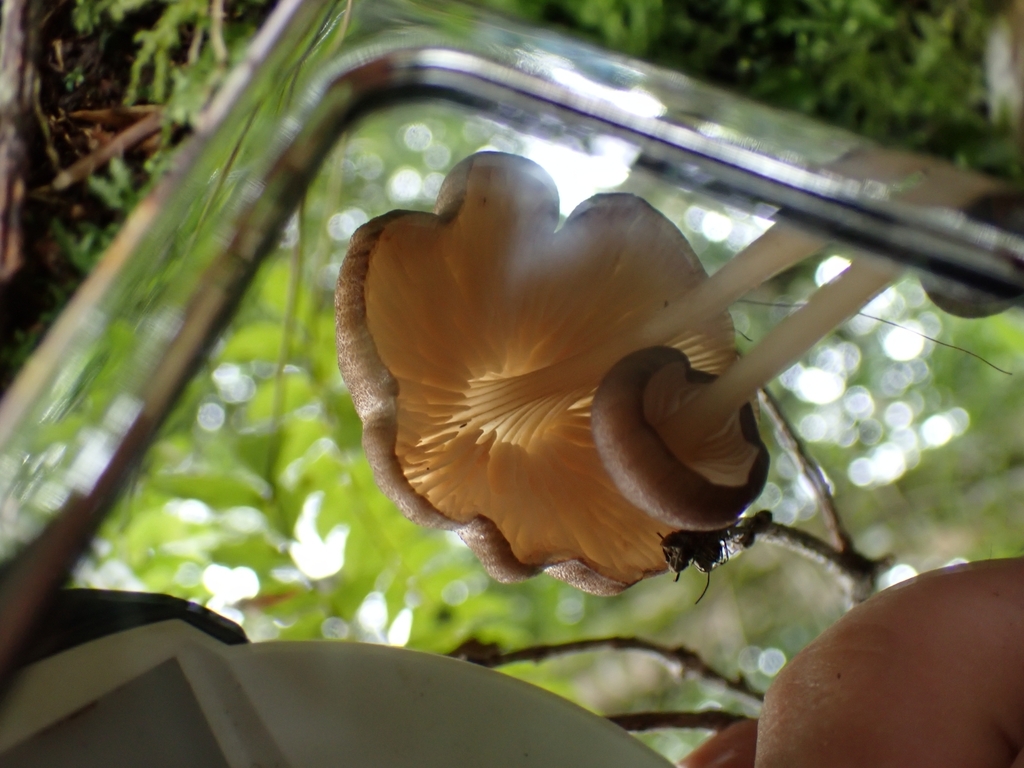 Entoloma subgénero Cyanula (Guía de macrohongos registrados en la ...