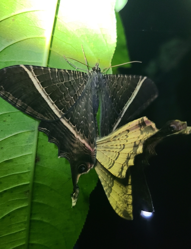 Moon Eyetail Moth in October 2024 by Alberto Alcalá · iNaturalist