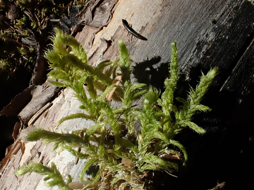 Golden Glade-moss from Yukon, Canada on June 21, 2024 at 06:57 AM by M ...