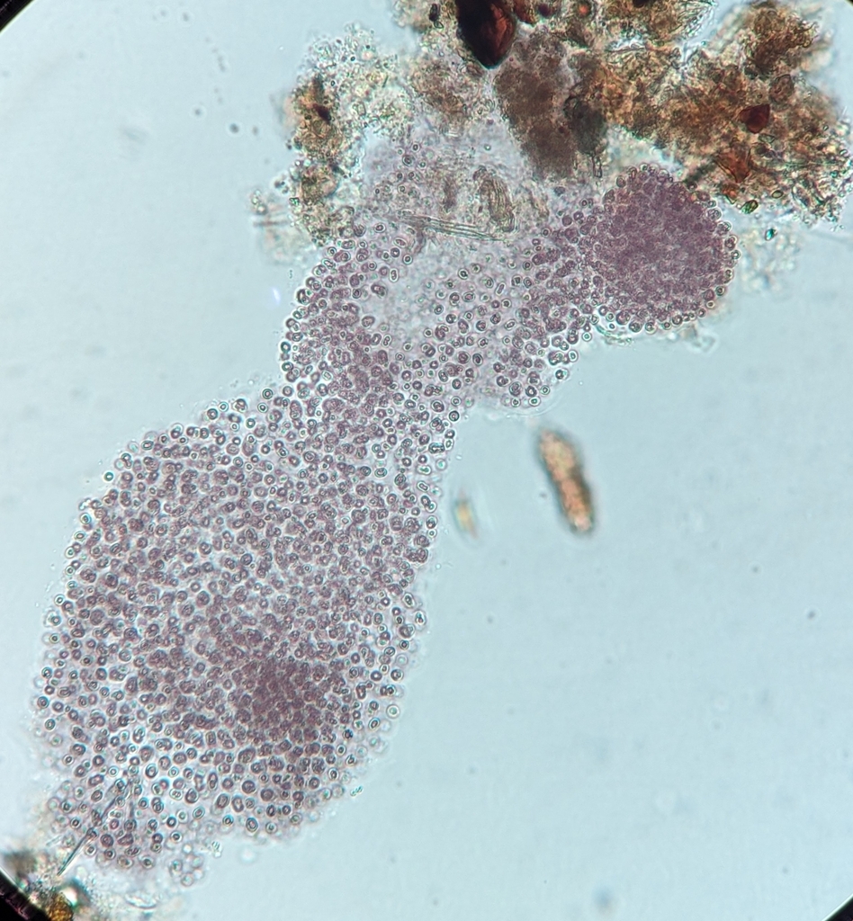 Chromatiaceae from Beaver, OR 97108, USA on October 20, 2024 at 10:08 ...