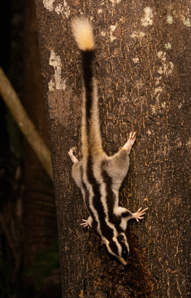 Striped Possum from Lake Eacham QLD, Australia on September 19, 2024 at ...